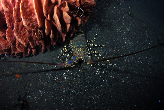 "Painted Crayfish" Bilder – Durchsuchen 104 Archivfotos, Vektorgrafiken ...