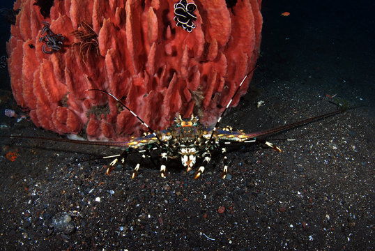 "Painted Crayfish" Bilder – Durchsuchen 104 Archivfotos, Vektorgrafiken ...