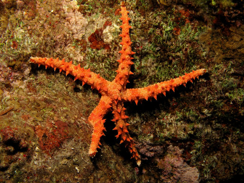 Fromia Bilder – Durchsuchen 279 Archivfotos, Vektorgrafiken und Videos ...