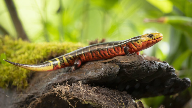 รูปภาพGalliwasp – เลือกดูภาพถ่ายสต็อก เวกเตอร์ และวิดีโอ189 | Adobe Stock