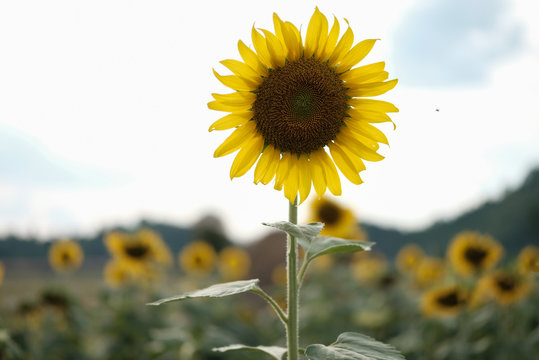 Sonflower Images – Browse 60 Stock Photos, Vectors, and Video | Adobe Stock