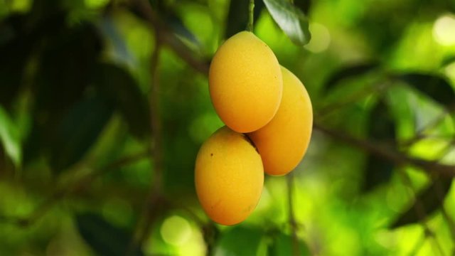 Afbeeldingen over "Mango Plum" – Blader in stockfoto's, vectoren en ...