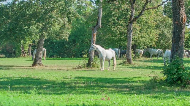 Lipicanec bilder – Bläddra bland 92 stockfoton, vektorer och videor ...