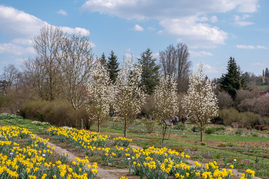 Magnol Bilder – Durchsuchen 190 Archivfotos, Vektorgrafiken und Videos ...