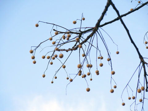 "Lote Tree" Images – Browse 95 Stock Photos, Vectors, and Video | Adobe ...