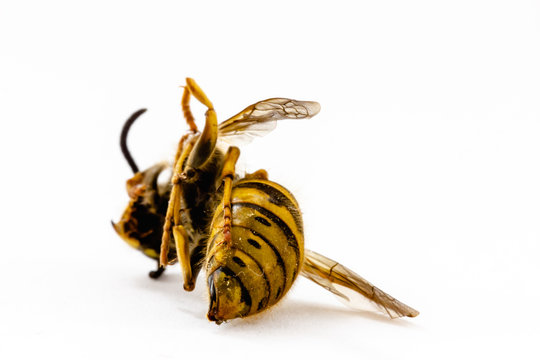 รูปภาพMilbenbefall – เลือกดูภาพถ่ายสต็อก เวกเตอร์ และวิดีโอ139 | Adobe ...