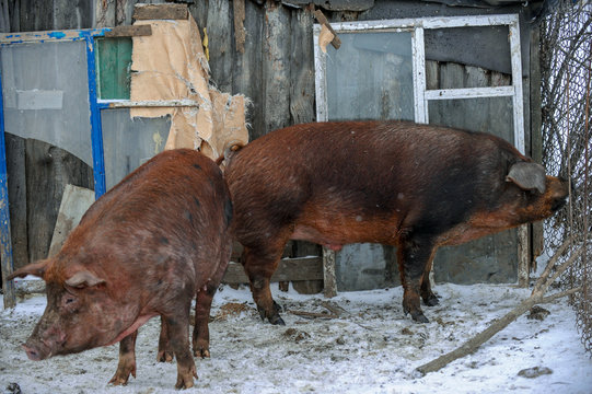 Landras Images – Browse 54 Stock Photos, Vectors, and Video | Adobe Stock