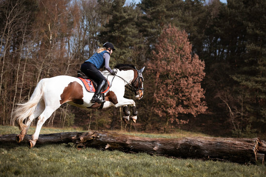 Pferd Springt Images – Browse 7 Stock Photos, Vectors, and Video ...