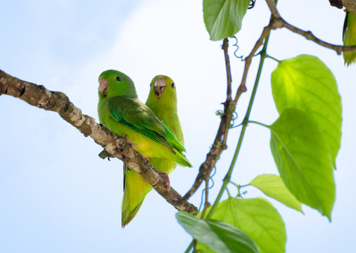 รูปภาพParrotlet – เลือกดูภาพถ่ายสต็อก เวกเตอร์ และวิดีโอ712 | Adobe Stock