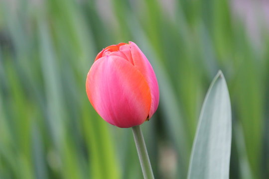 Tulpe Images – Parcourir 60,224 le catalogue de photos, vecteurs et ...