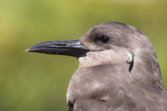 รูปภาพTerna – เลือกดูภาพถ่ายสต็อก เวกเตอร์ และวิดีโอ134 | Adobe Stock