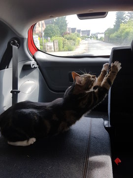 "Balu Images – Browse 1,515 Stock Photos, Vectors, and Video | Adobe Stock