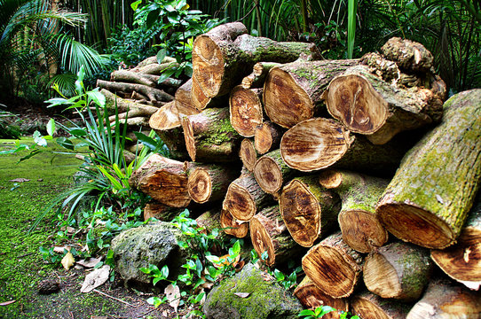 Tropenholz 이미지 – 찾아보기 384 스톡 사진, 벡터 및 비디오 | Adobe Stock