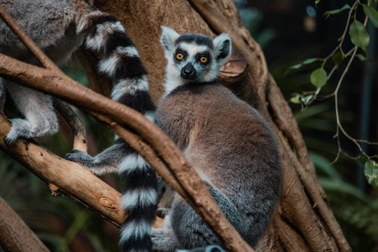 รูปภาพLemuriformes – เลือกดูภาพถ่ายสต็อก เวกเตอร์ และวิดีโอ47,162 ...