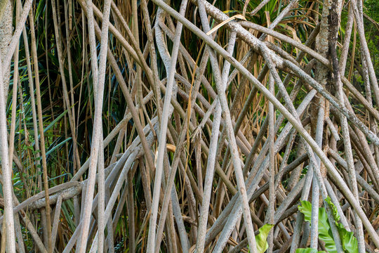 "Hanging Roots" Images – Browse 128 Stock Photos, Vectors, and Video ...