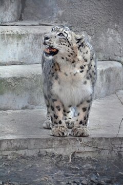 Irbis Bilder – Durchsuchen 17,201 Archivfotos, Vektorgrafiken und ...