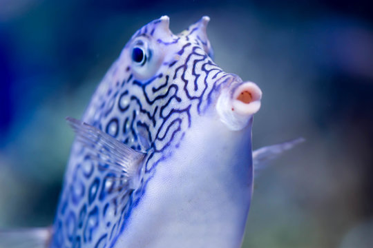 รูปภาพCowfish – เลือกดูภาพถ่ายสต็อก เวกเตอร์ และวิดีโอ2,002 | Adobe Stock