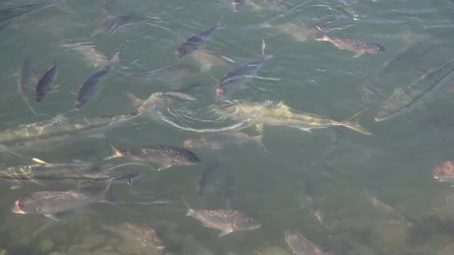 Tamure Images – Browse 110 Stock Photos, Vectors, and Video | Adobe Stock