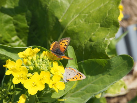 Corbiculae Bilder – Durchsuchen 394 Archivfotos, Vektorgrafiken und ...