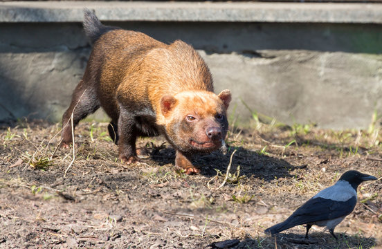 "Bush Dog" Images – Browse 642 Stock Photos, Vectors, and Video | Adobe ...