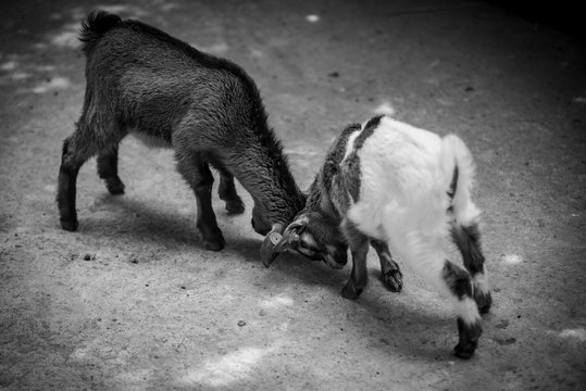 Caprette Images – Browse 251 Stock Photos, Vectors, and Video | Adobe Stock