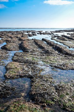 Rockpool Images – Browse 27,574 Stock Photos, Vectors, and Video ...