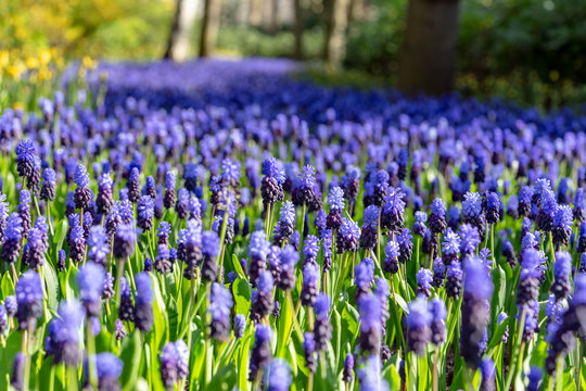 Hyacinthaceae bilder – Bläddra bland 2,140 stockfoton, vektorer och ...