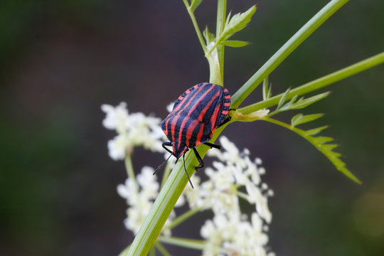 "Minstrel Bug"-Bilder: Stock-Fotos & -Videos. | Adobe Stock