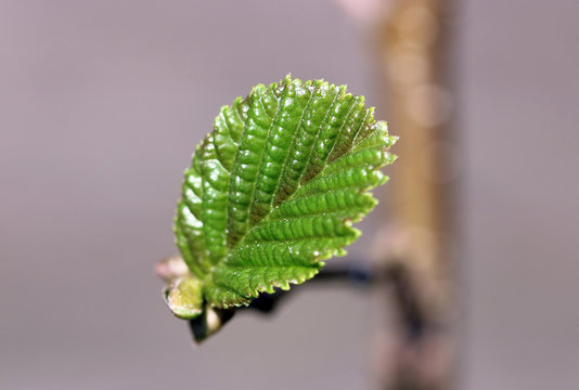 Haselnussblatt Bilder – Durchsuchen 1,305 Archivfotos, Vektorgrafiken ...