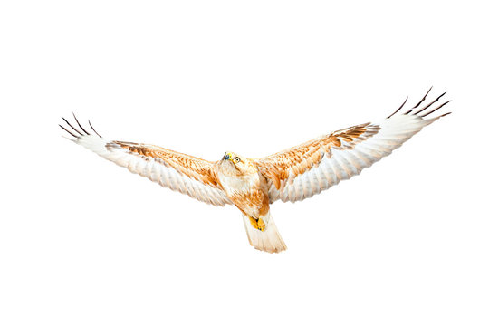 "Hawk Fly" Images – Browse 220 Stock Photos, Vectors, and Video | Adobe ...