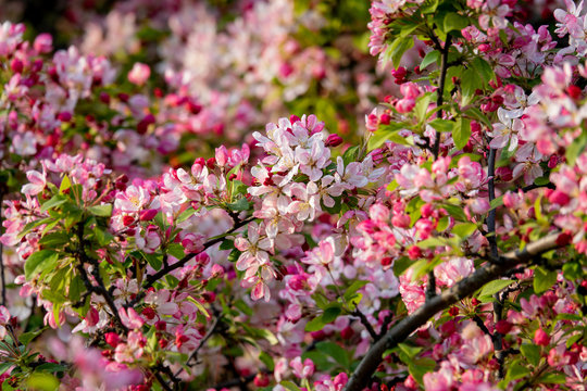 Kische Bilder – Durchsuchen 343 Archivfotos, Vektorgrafiken und Videos ...