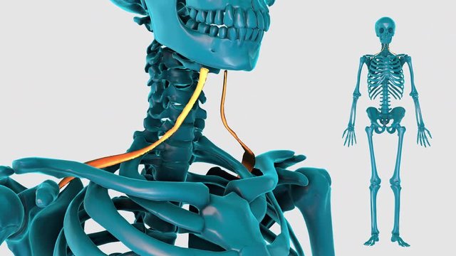 รูปภาพBrachioradialis – เลือกดูภาพถ่ายสต็อก เวกเตอร์ และวิดีโอ1,234 ...