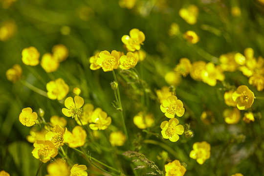 Lycorin Bilder – Durchsuchen 275 Archivfotos, Vektorgrafiken und Videos ...