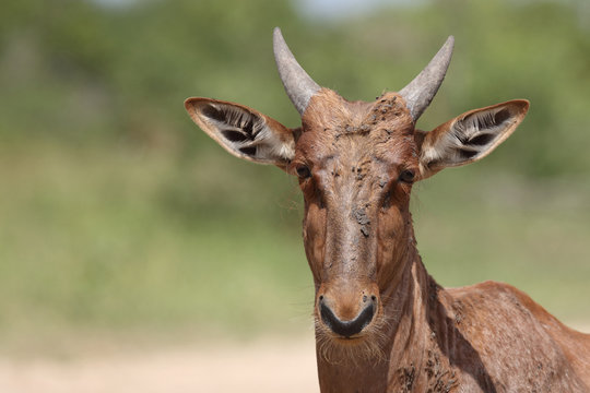 "Common Tsessebe" Images – Browse 1,190 Stock Photos, Vectors, and ...
