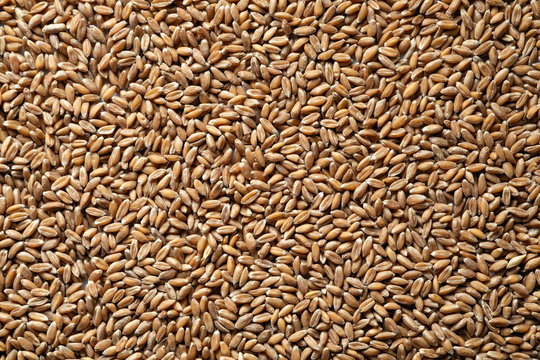 Spelz Bilder – Durchsuchen 9,772 Archivfotos, Vektorgrafiken und Videos ...