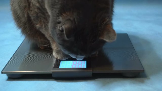 Cat On Scale Images – Browse 6,394 Stock Photos, Vectors, and Video ...