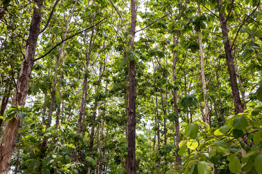 Teak Tree Images – Browse 104,608 Stock Photos, Vectors, and Video ...