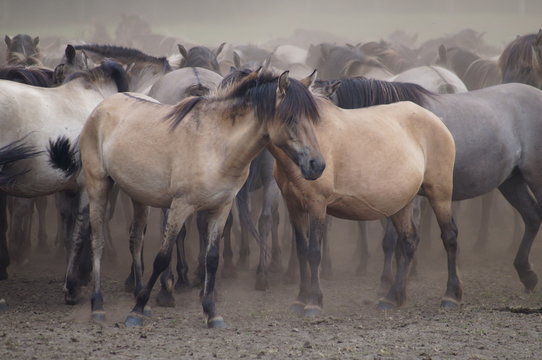 「Wildpferde」の画像 - 1,729 件の Stock 写真、ベクターおよびビデオ | Adobe Stock