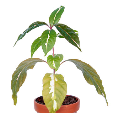 รูปภาพGraptophyllum – เลือกดูภาพถ่ายสต็อก เวกเตอร์ และวิดีโอ286 | Adobe ...
