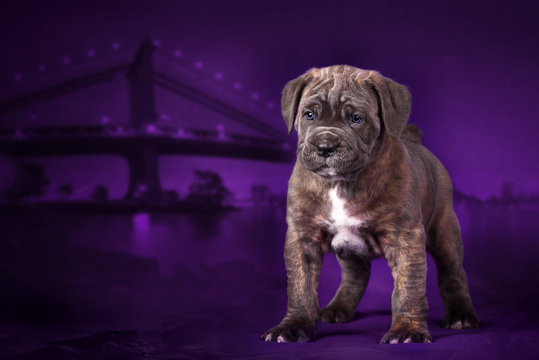 Molosso Bilder – Durchsuchen 354 Archivfotos, Vektorgrafiken und Videos ...