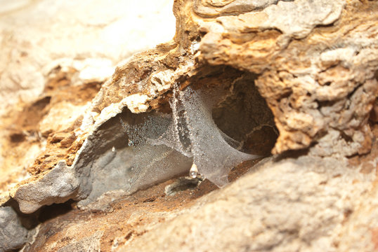 "Cave Spider" Images – Browse 131 Stock Photos, Vectors, and Video ...