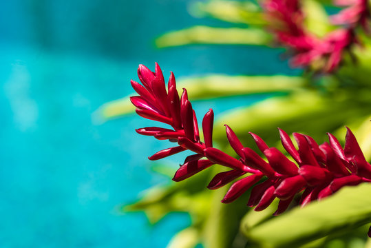 Imágenes de Platanillo: descubre bancos de fotos, ilustraciones ...