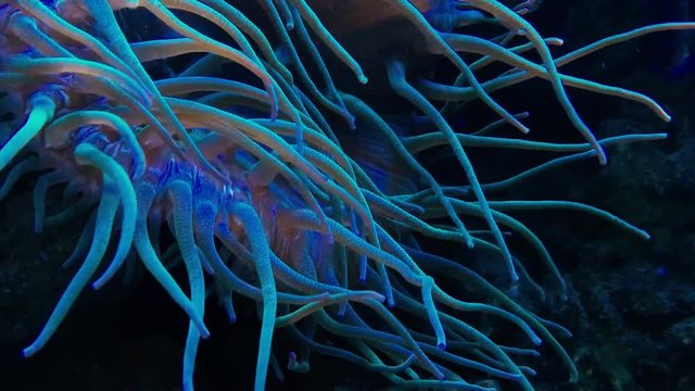 Anemonia Images – Browse 379 Stock Photos, Vectors, and Video | Adobe Stock