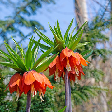 Imágenes de Corona Flores: descubre bancos de fotos, ilustraciones ...
