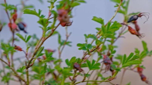 รูปภาพBarbaris – เลือกดูภาพถ่ายสต็อก เวกเตอร์ และวิดีโอ113 | Adobe Stock