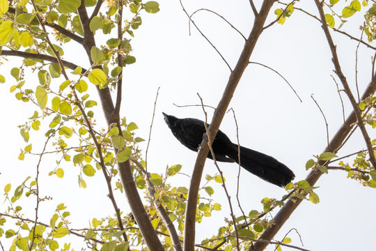 Pijul Images – Browse 4 Stock Photos, Vectors, and Video | Adobe Stock