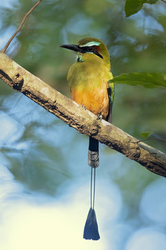 Torogoz Bilder – Durchsuchen 363 Archivfotos, Vektorgrafiken und Videos ...