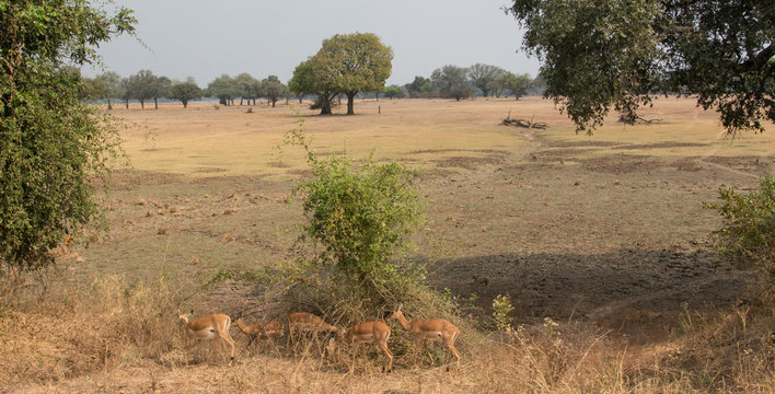 Erbivore Images – Browse 29 Stock Photos, Vectors, and Video | Adobe Stock