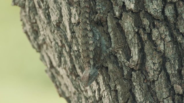"Texas Horned Lizard" Images – Browse 200 Stock Photos, Vectors, and ...