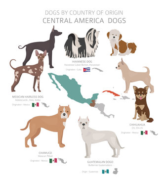 What Is The Breed Of Dogo Guatemalteco